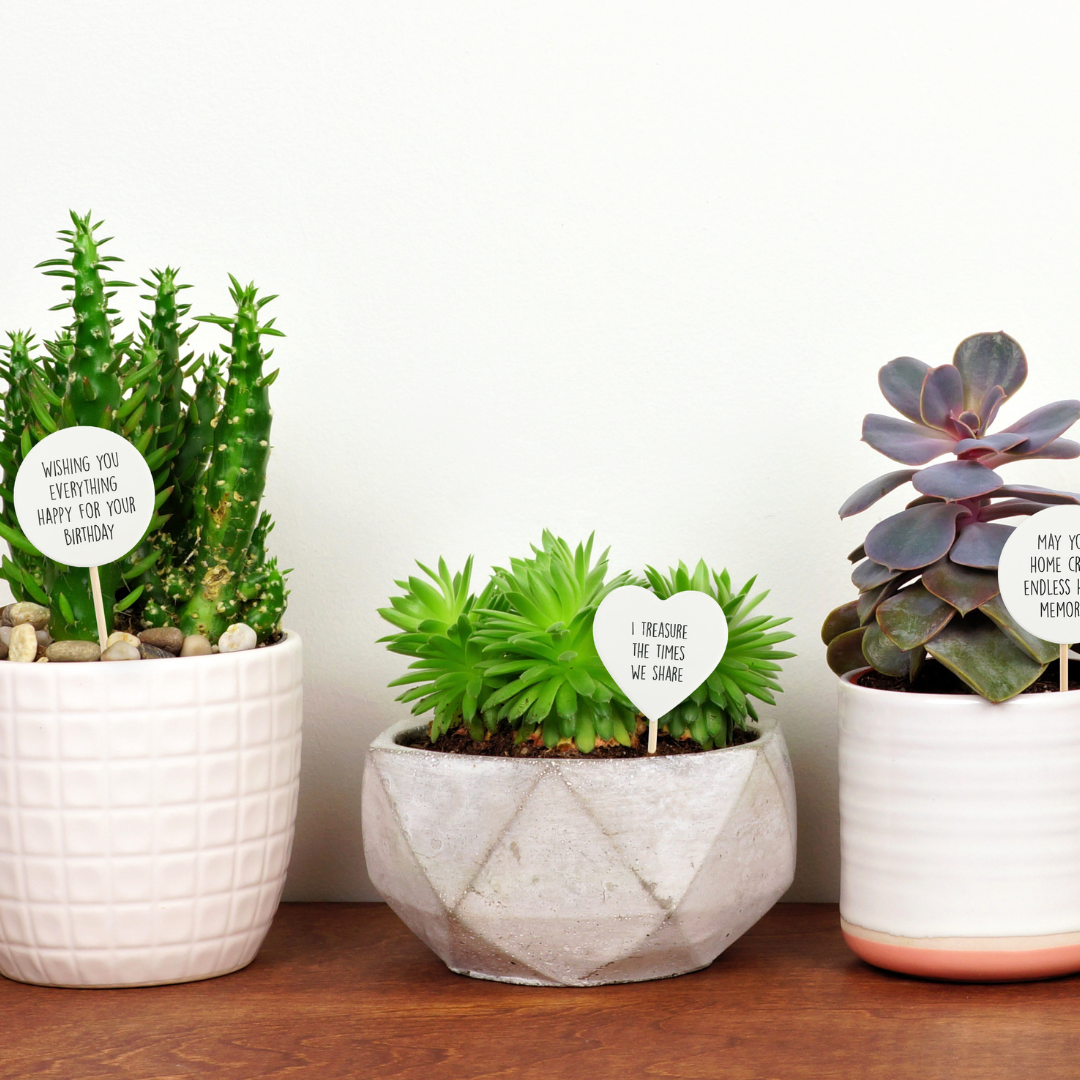 Splosh Plant Message Happy Birthday | Collectables