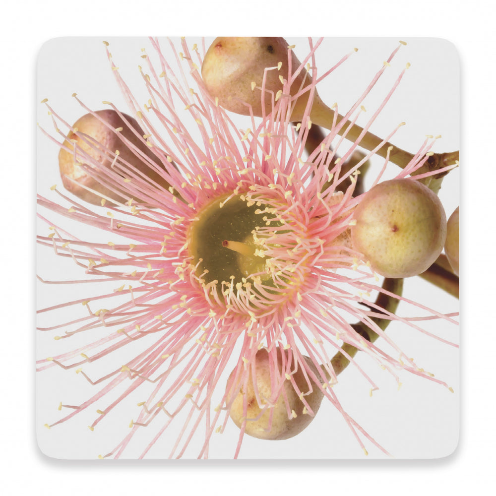 Splosh Flourish Ceramic Coaster - Pink Floral – Collectables